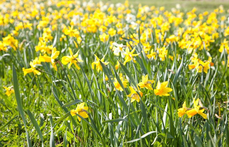 Field of Yellow Spring Flowers Stock Photo - Image of outside, habitat ...