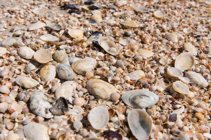 Wallpaper Yellow Shellfish Beach Background Close Up Stock Image ...