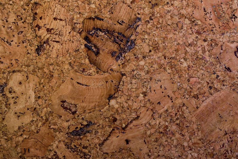 Wallpapers cork tree stock photo. Image of flat, natural - 104548404