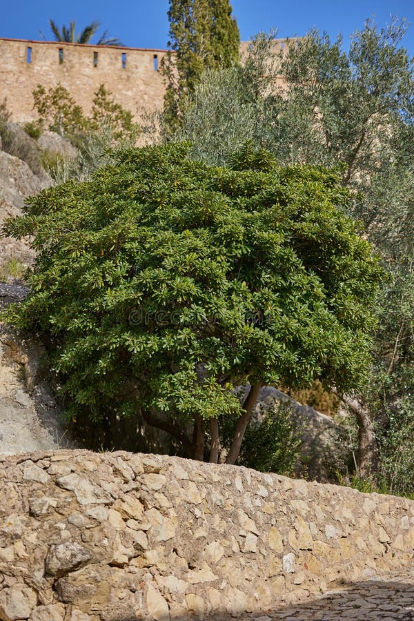 Walls of an Ancient Stone Fortress with a Tree Stock Image - Image of ...