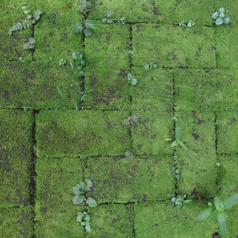 The Walls of Buildings Overgrown with Moss because of the Weather Stock ...