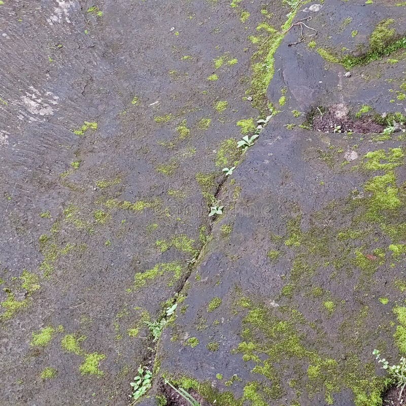 The Walls of Buildings Overgrown with Moss because of the Weather Stock ...
