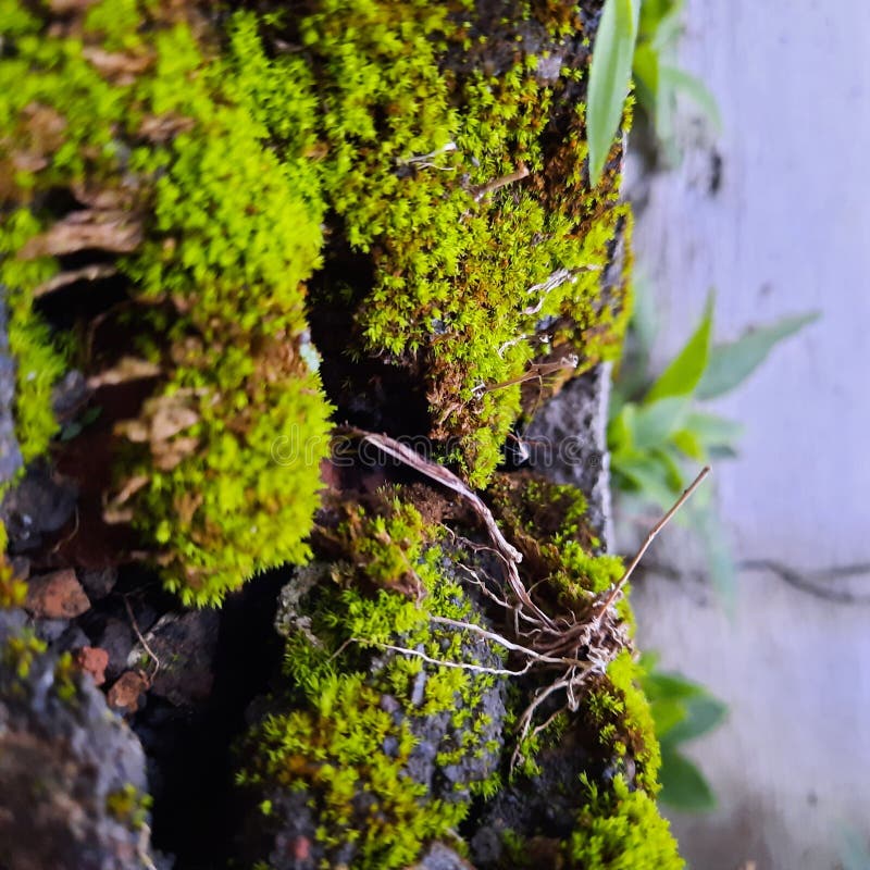 Walls covered by moss stock photo. Image of trunk, yellow - 202992878