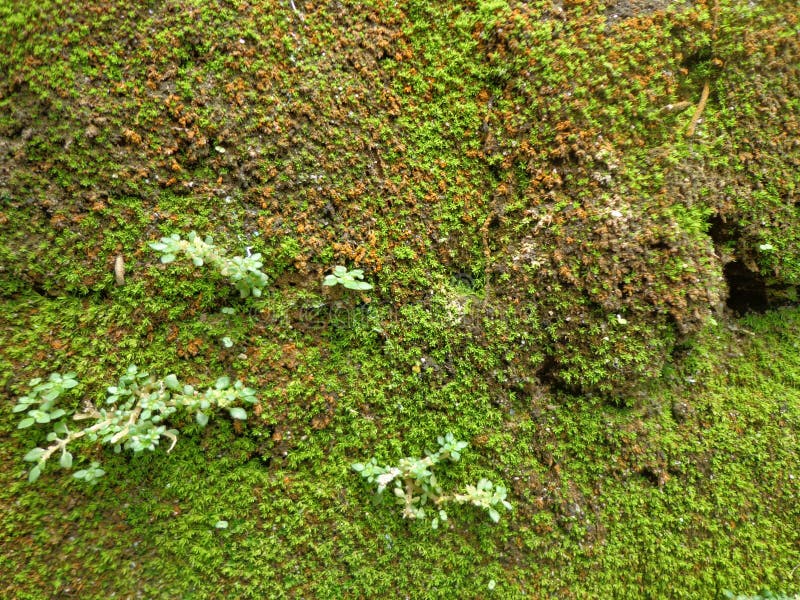 Walls Filled with Beautiful Green Moss Stock Image - Image of nature ...