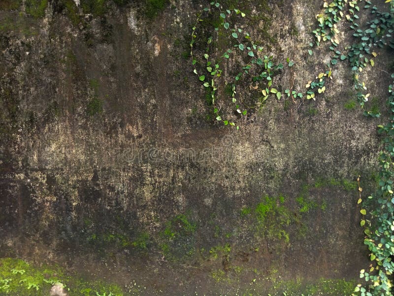 Walls with moss and vines stock image. Image of vines - 206715015