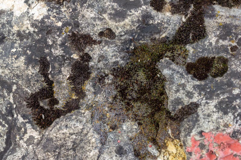 The Surface of a Mountain Plateau with a Shallow Stone Structure ...