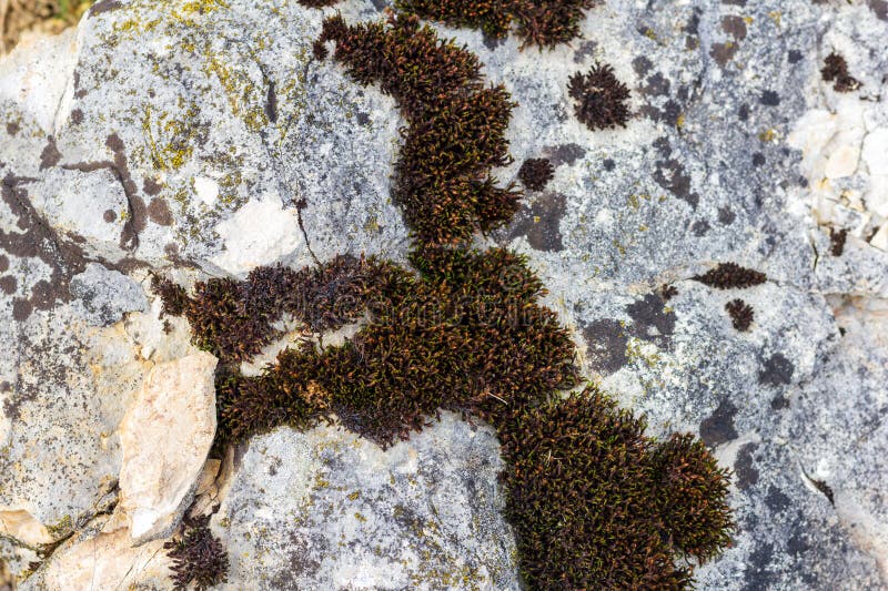 Stone Wall in a Mountain Cave, Limestone Period Structure of Geological ...