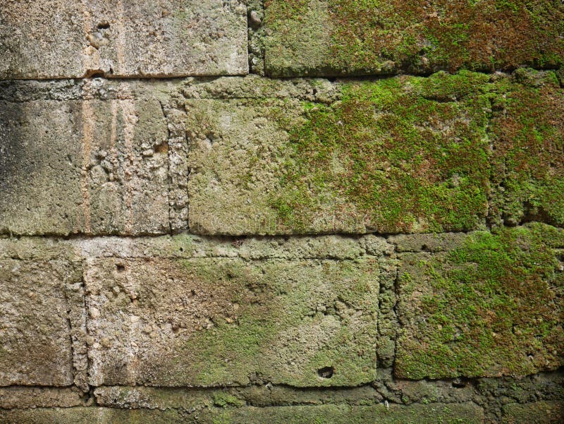 The wall covered by moss stock photo. Image of grass - 236606974