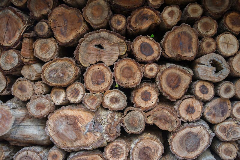 Walls, Tree Trunks are Cut and Put in a Lot of Overlap Stock Image ...