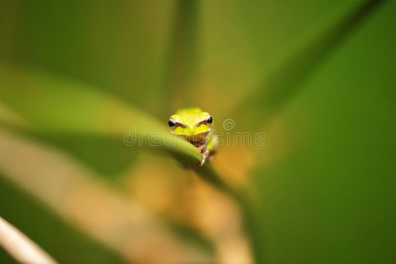 Wallum sedge frog stock photo. Image of olongburra, nature - 165410816