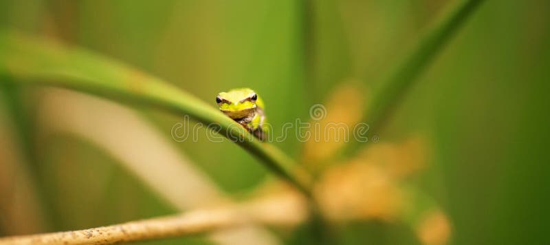 Wallum sedge frog stock image. Image of outdoors, natural - 165410817