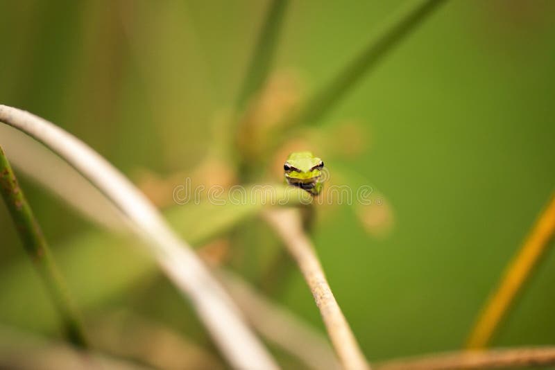 Wallum sedge frog stock image. Image of australia, wallum - 165410823