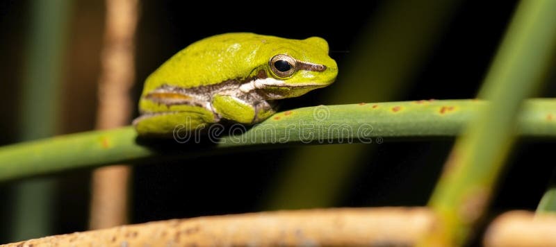 Wallum sedge frog stock image. Image of queensland, outdoor - 165410829