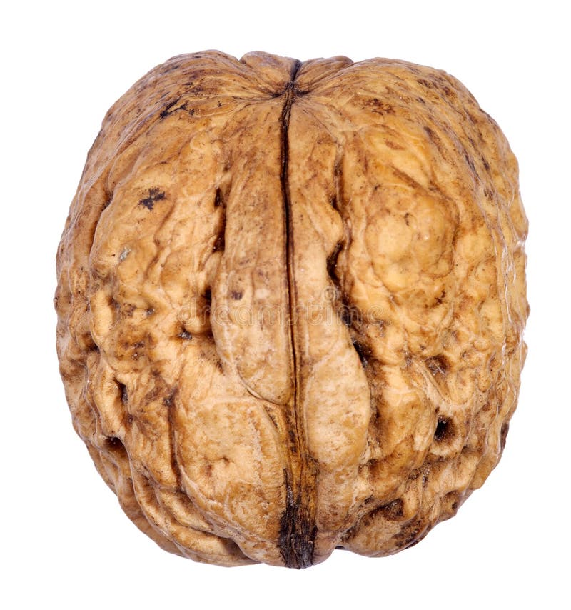 Walnuss stockbild. Bild von nußschale, nahrung, kruste - 17303485