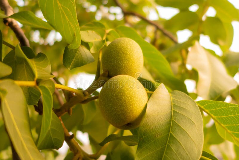 Walnuss-Baum Grow Wartend Geerntet Zu Werden Stockbild - Bild von ...