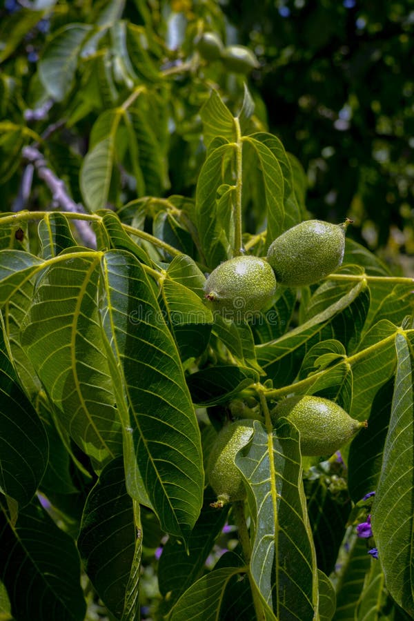 Walnuss-Baum Grow Wartend Geerntet Zu Werden Stockfoto - Bild von ...