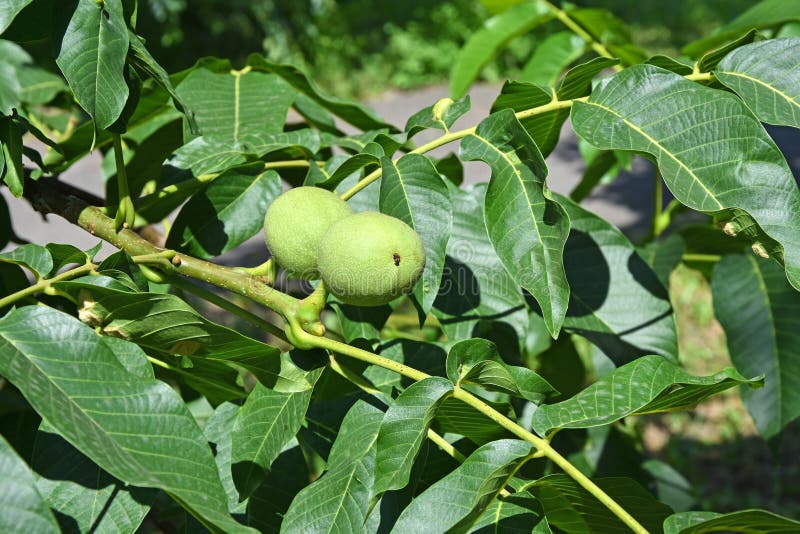 Walnuss-Baum stockfoto. Bild von baum, walnuss - 41655038