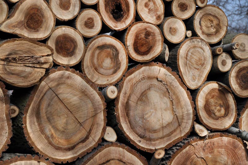 Walnussholz stockbild. Bild von farbe, holz, ring, nahaufnahme - 30365083