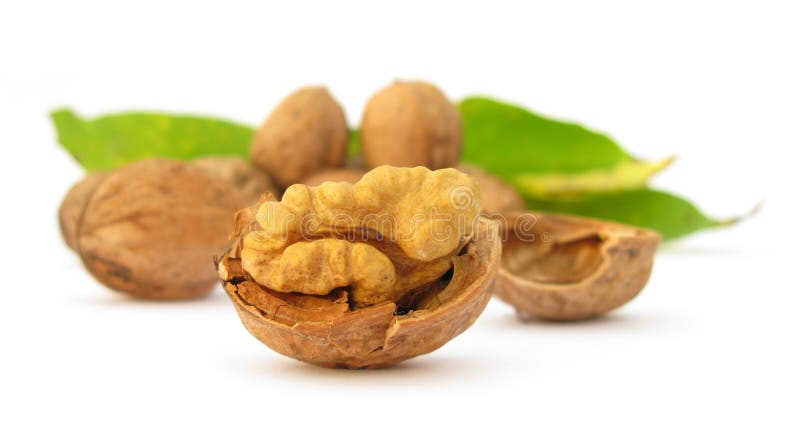 Walnut stock photo. Image of herb, food, walnuts, green - 83672