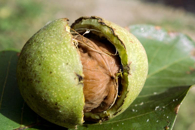Ripe walnut stock photo. Image of brown, grow, farm, fall - 22881554