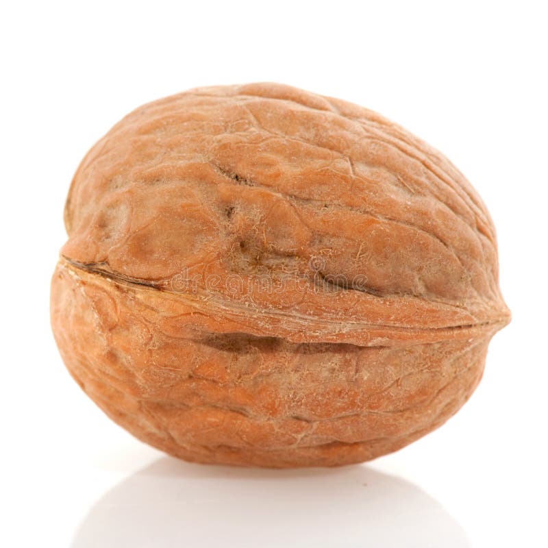 Walnut stock photo. Image of seed, fruit, single, food - 12923000
