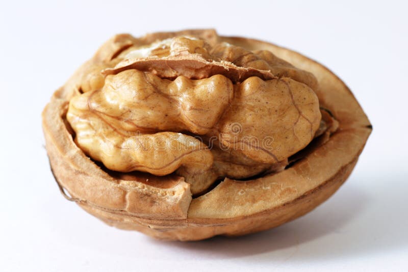 Walnut stock photo. Image of food, crust, nuts, walnut, green - 54666