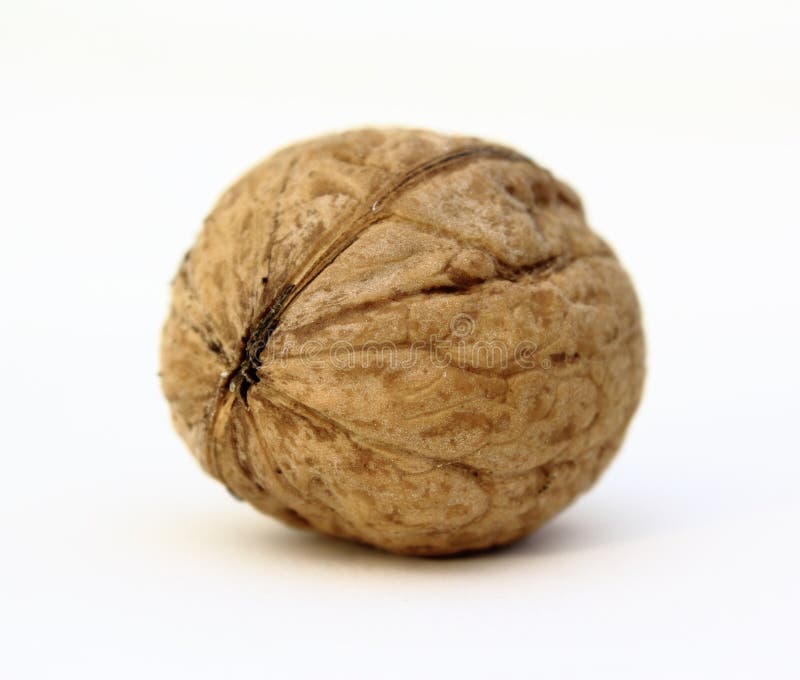 Walnut stock photo. Image of food, crust, nuts, walnut, green - 54666