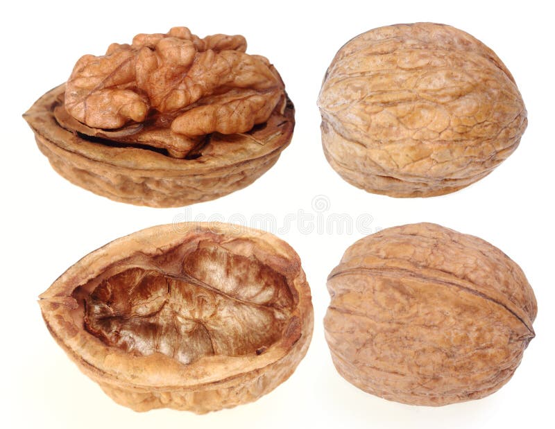 Walnut stock photo. Image of kernel, snack, nuts, closeup - 21498504