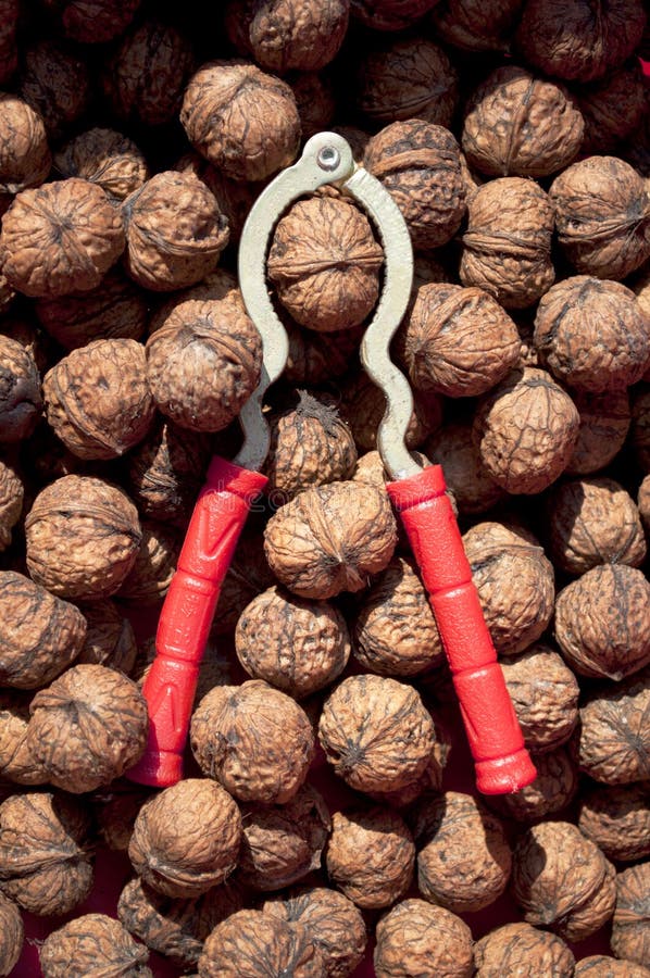 Walnut stock image. Image of brown, pinchers, snack, dried - 21620073
