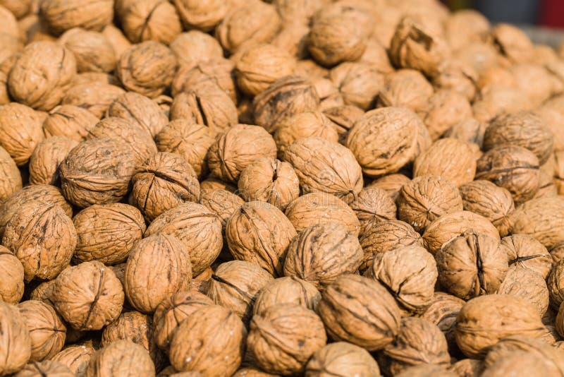 Walnut stock image. Image of nuts, close, shape, nature - 26730439