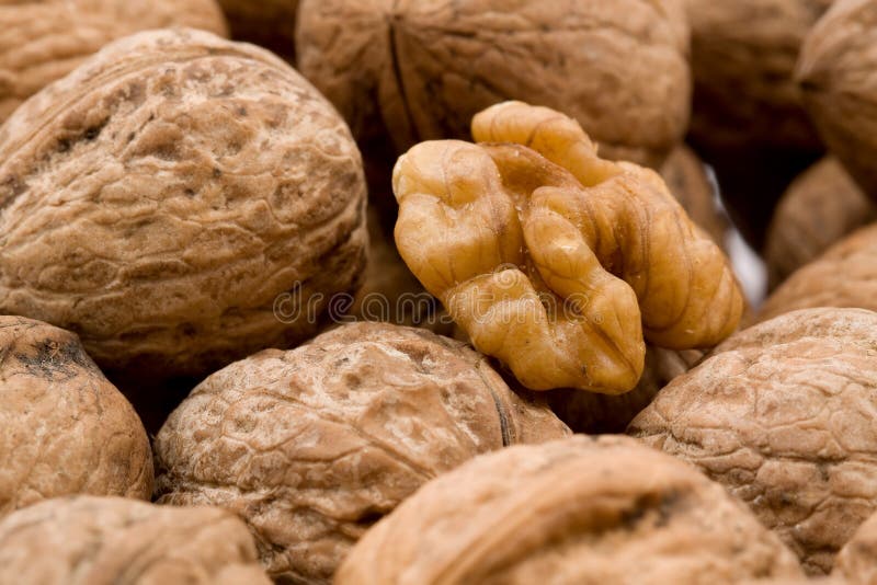Walnut stock photo. Image of nuts, walnut, white, wrinkled - 7223874