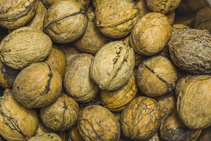 Walnut stock image. Image of fresh, fall, produce, delicious - 44883749