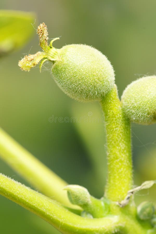 Walnut baby stock photo. Image of walnuts, peak, tender - 14652256