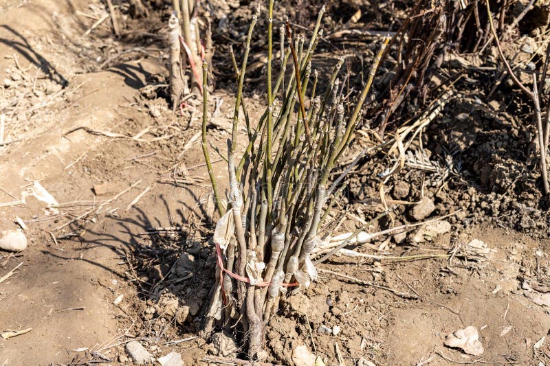 Walnut Bare Roots Tree in Garden Center for Sale in Spring Stock Photo ...