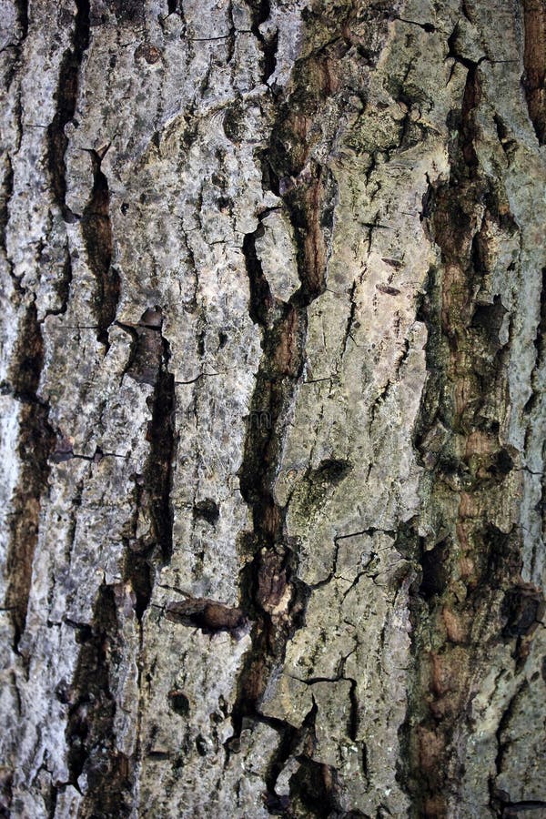 Walnut bark stock photo. Image of wood, ancient, tree - 21917112