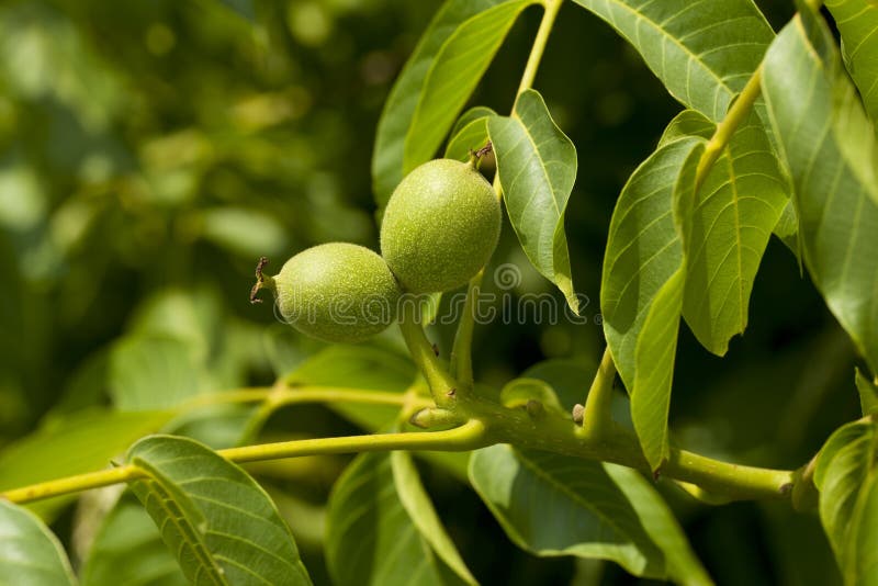 Walnut blossom stock image. Image of plant, branch, macro - 20441467