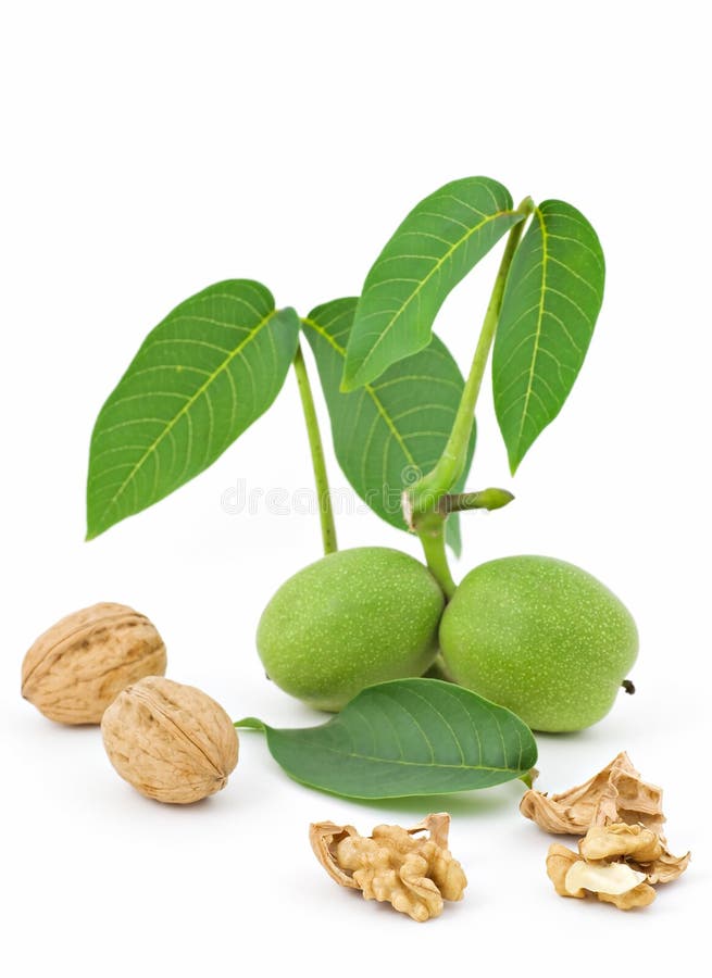 Ripe walnut stock photo. Image of brown, grow, farm, fall - 22881554