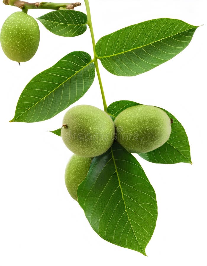 Close Up of a Walnut Branch with Unripe Green Nuts and Compound Leaves ...
