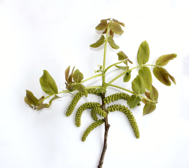 Walnut Branch with Leaves and Spring Buds on White Background Stock ...