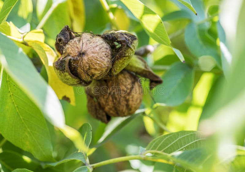 Walnut on the Branch of the Walnut Tree Falls Out of the Shell Stock ...