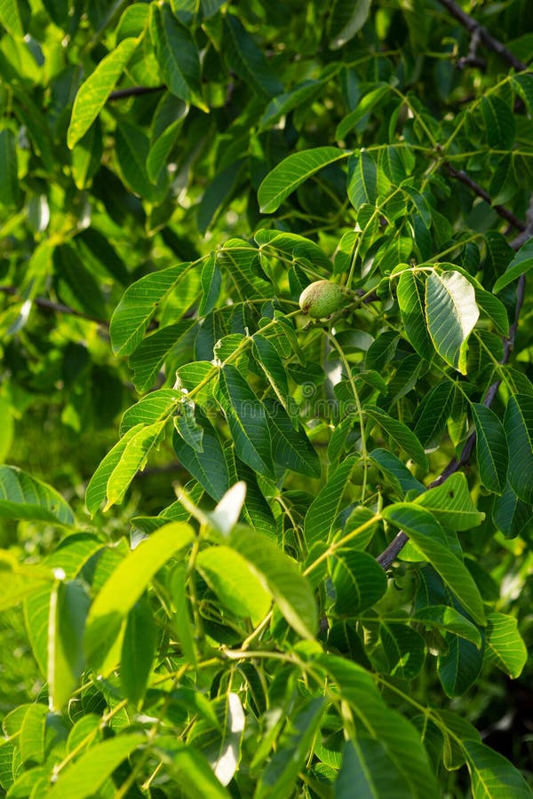 Walnut on Branch of Walnut Tree, Food in Nature Stock Image - Image of ...