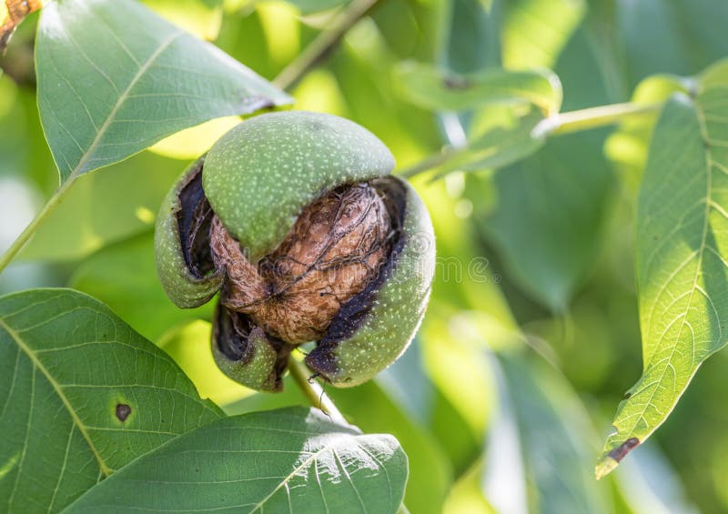 Walnut on the Branch of the Walnut Tree Falls Out of the Shell Stock ...