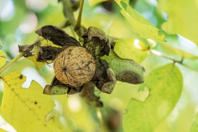 Walnut on the Branch of the Walnut Tree Falls Out of the Shell Stock ...