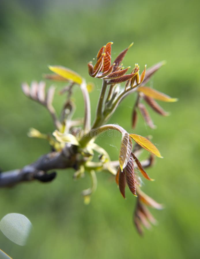 Walnut Branch with Young Leaves and Buds in Springtime Stock Photo ...