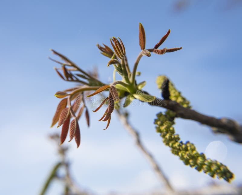 Walnut Branch with Young Leaves and Buds in Springtime Stock Image ...