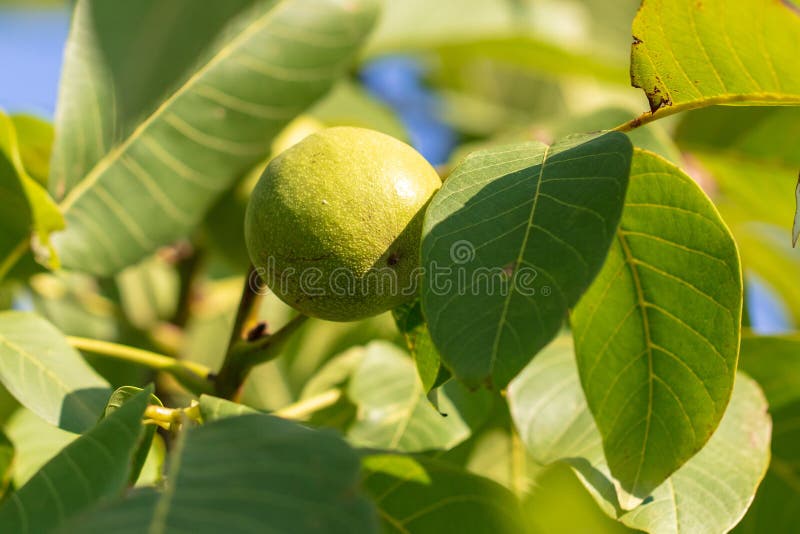 Walnut on the Branches of a Tree Stock Image - Image of summer ...
