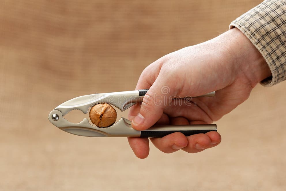 Walnut breaking stock photo. Image of walnut, breaking - 19362070
