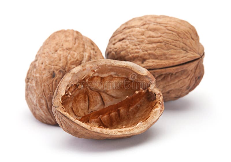 Walnut brown stock image. Image of shell, white, brown - 21328527