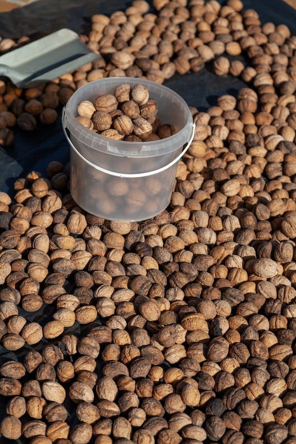 Walnut Bucket Worth Layer Nuts Stock Photos - Free & Royalty-Free Stock ...
