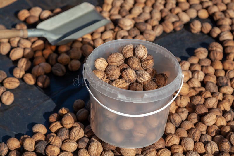 Walnut Bucket Worth Layer Nuts Stock Photos - Free & Royalty-Free Stock ...